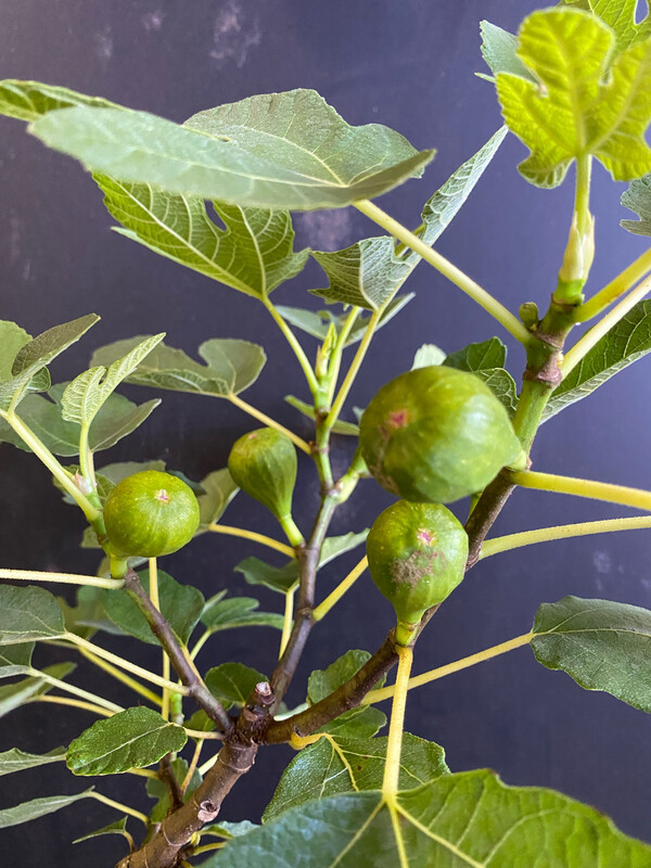 Fruit Trees + Plants
