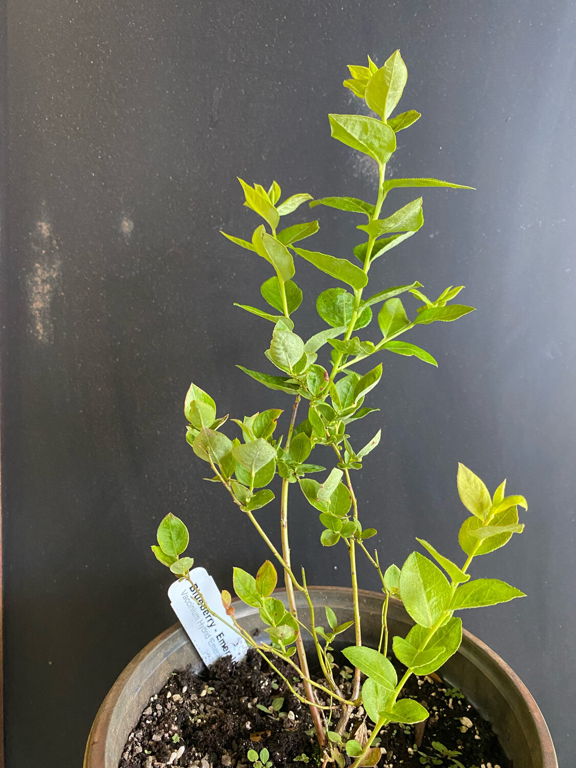 Blueberry 'Emerald' - Delicious Berries for Your Garden!