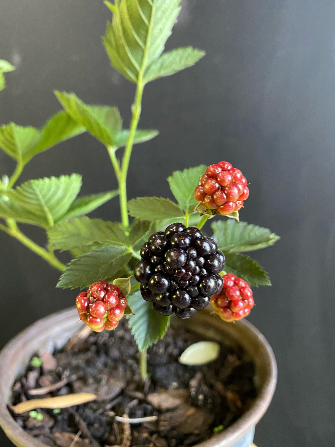 Thornless Blackberry Plant: Grow Sweet, Easy-Care Berries at Home