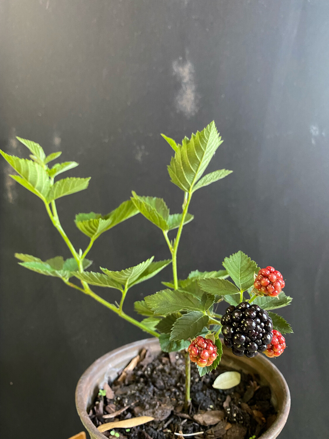 Thornless Blackberry Plant: Grow Sweet, Easy-Care Berries at Home