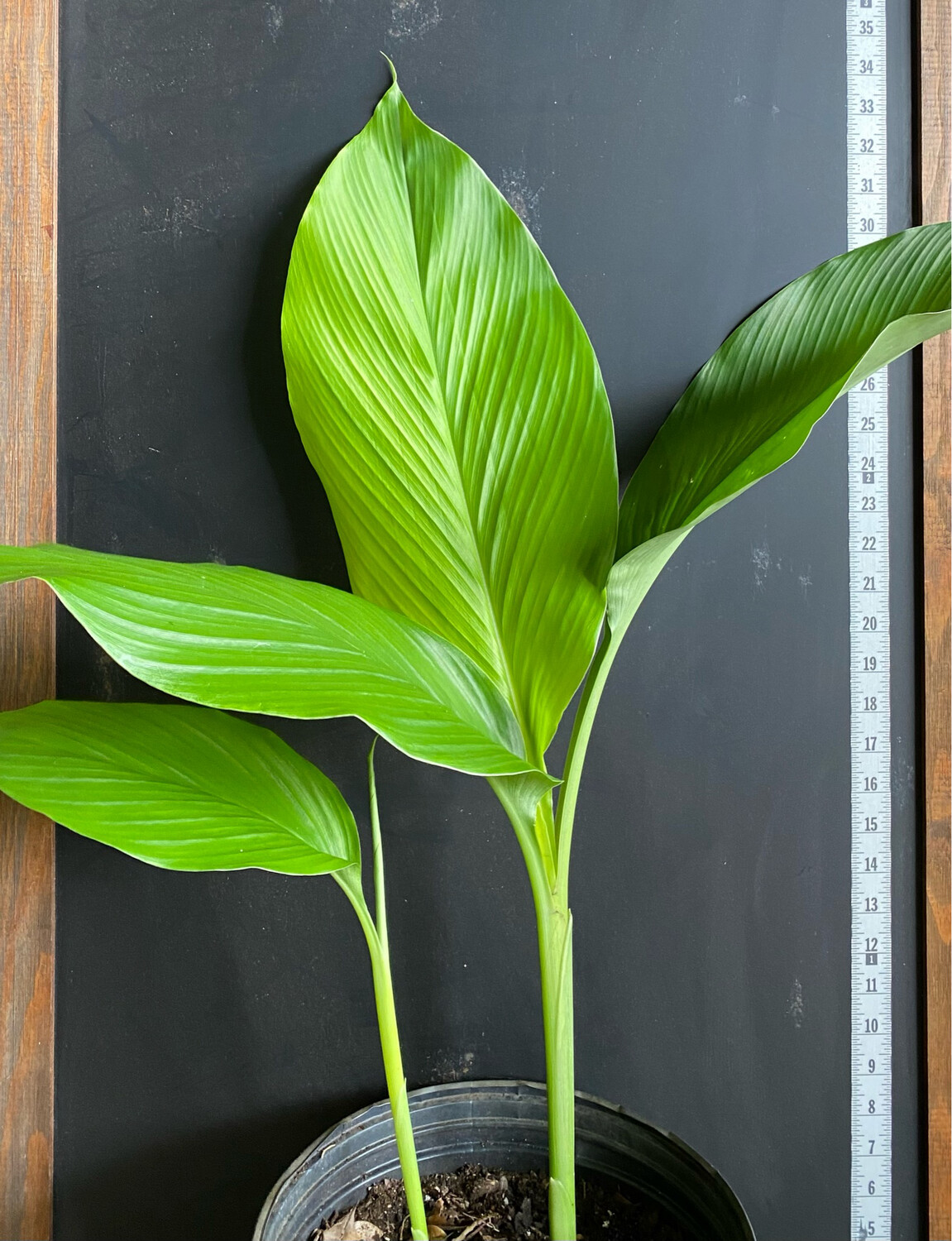 Turmeric - Yellow (Curcuma longa) 1G