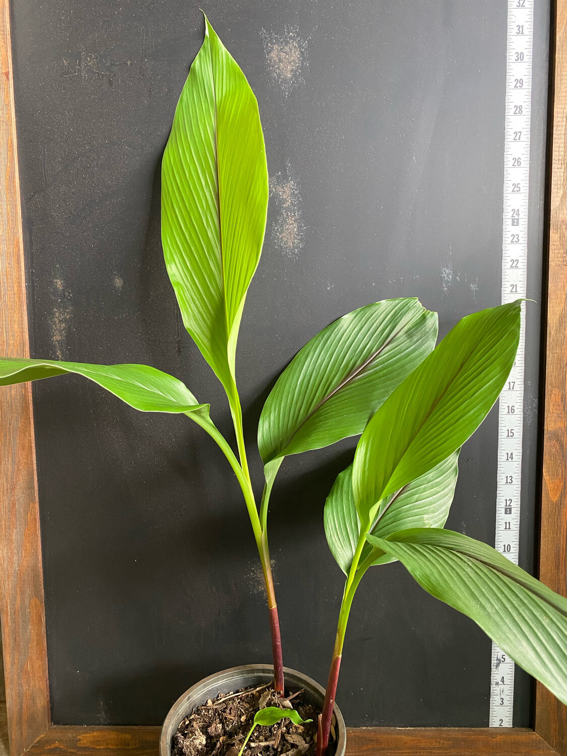 Turmeric - Green (Curcuma longa) 1G