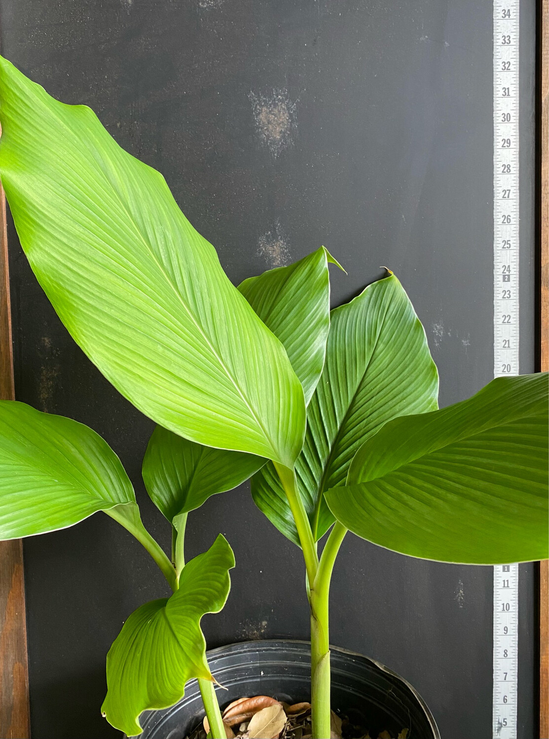 Turmeric - White (Curcuma longa) 3G