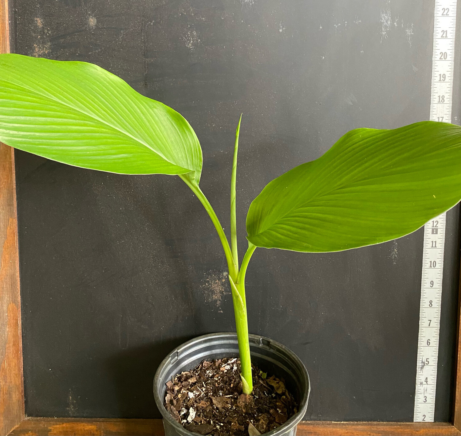 Turmeric - Yellow (Curcuma longa) 1G