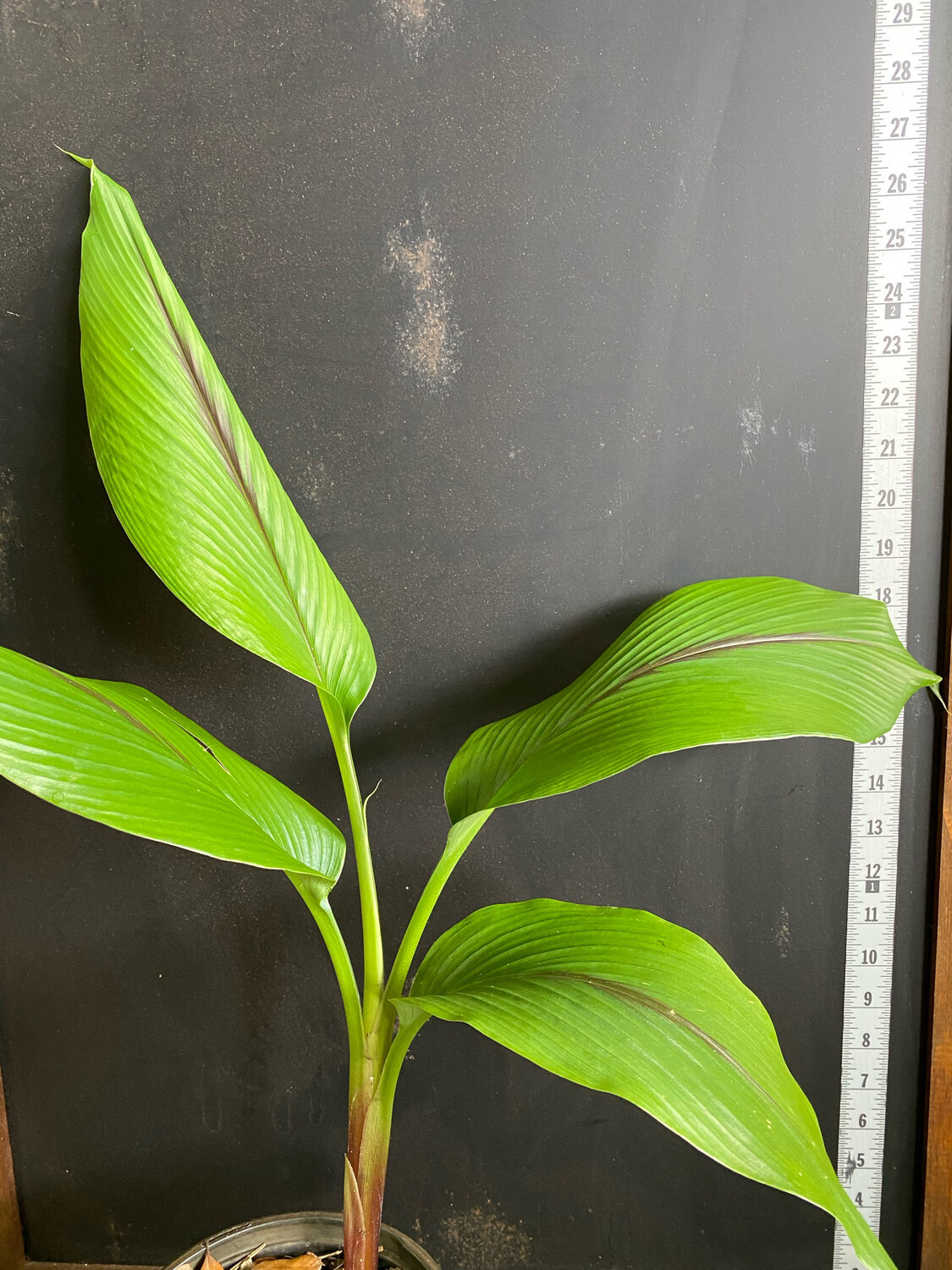 Turmeric - Blue (Curcuma caesia) 1G