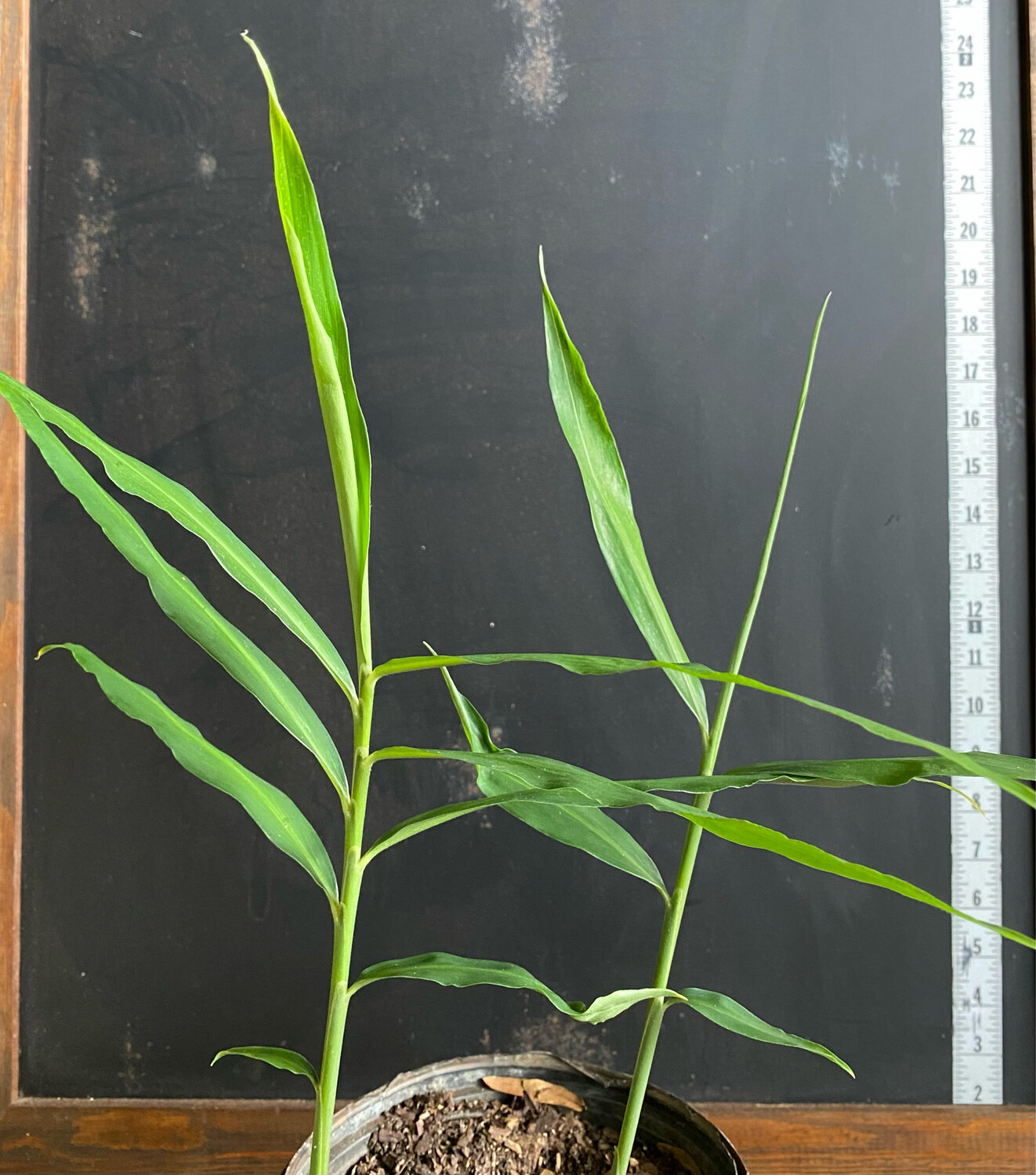 Ginger - Edible (Zinger officinale) 1G