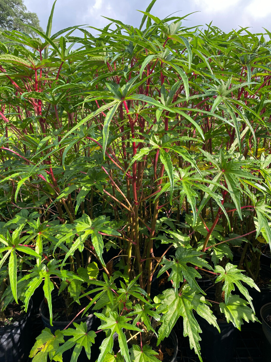 Chief Kubo's Pride: Exotic Beauty & Flavor for Your Garden 🌱🌸