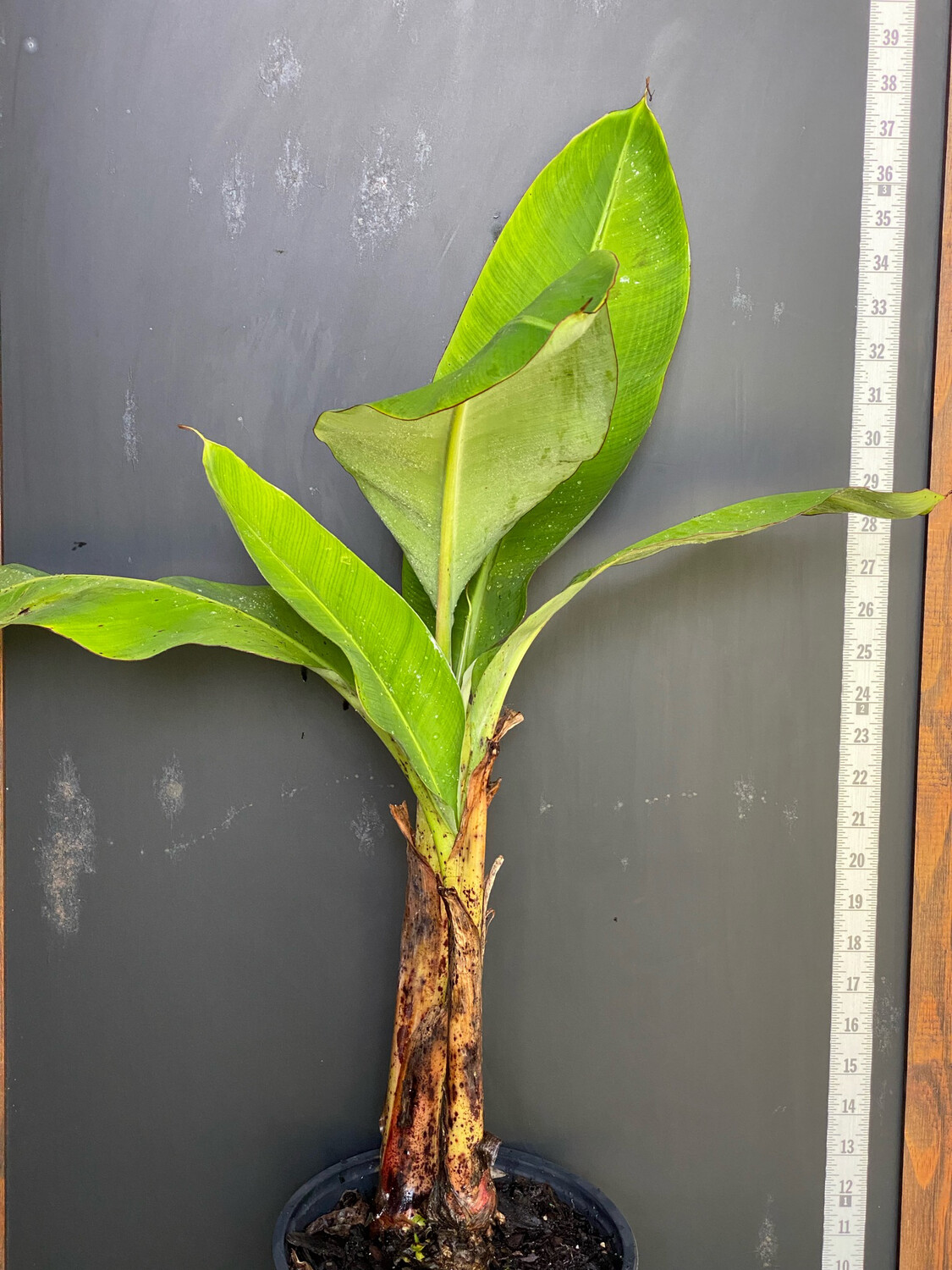 Lacatan Banana Plant - Exotic Delight for Your Garden | GreenDreams Nursery