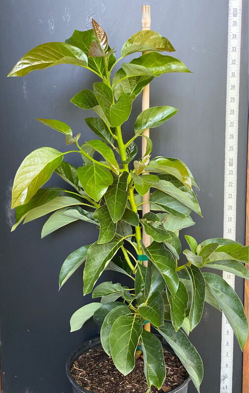 GreenDreamsExpress- Live Plants, Cuttings & Seeds Shipped to You!