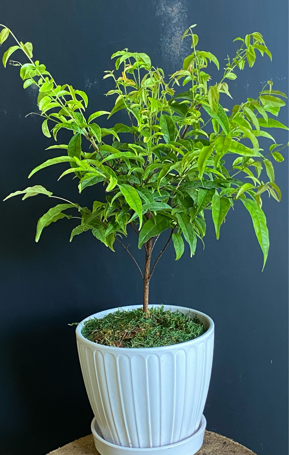 Bonsai Sundrop Guayabilla - Exotic Fruit Tree for Your Tropical Garden
