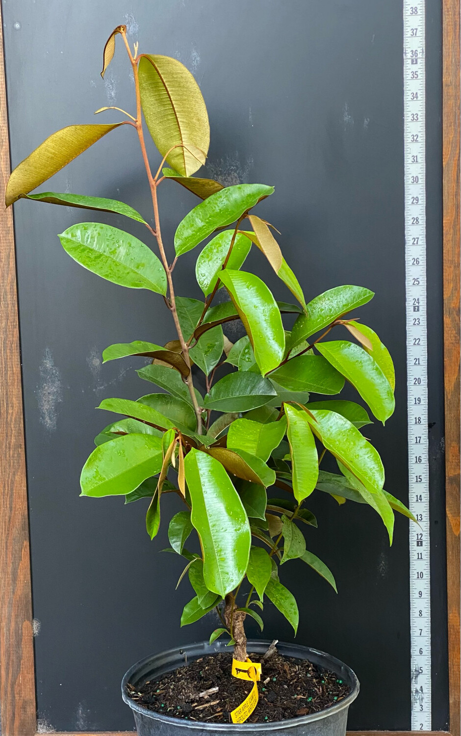 White Star Apple - Tropical Fruit Tree | Green Dreams Nursery