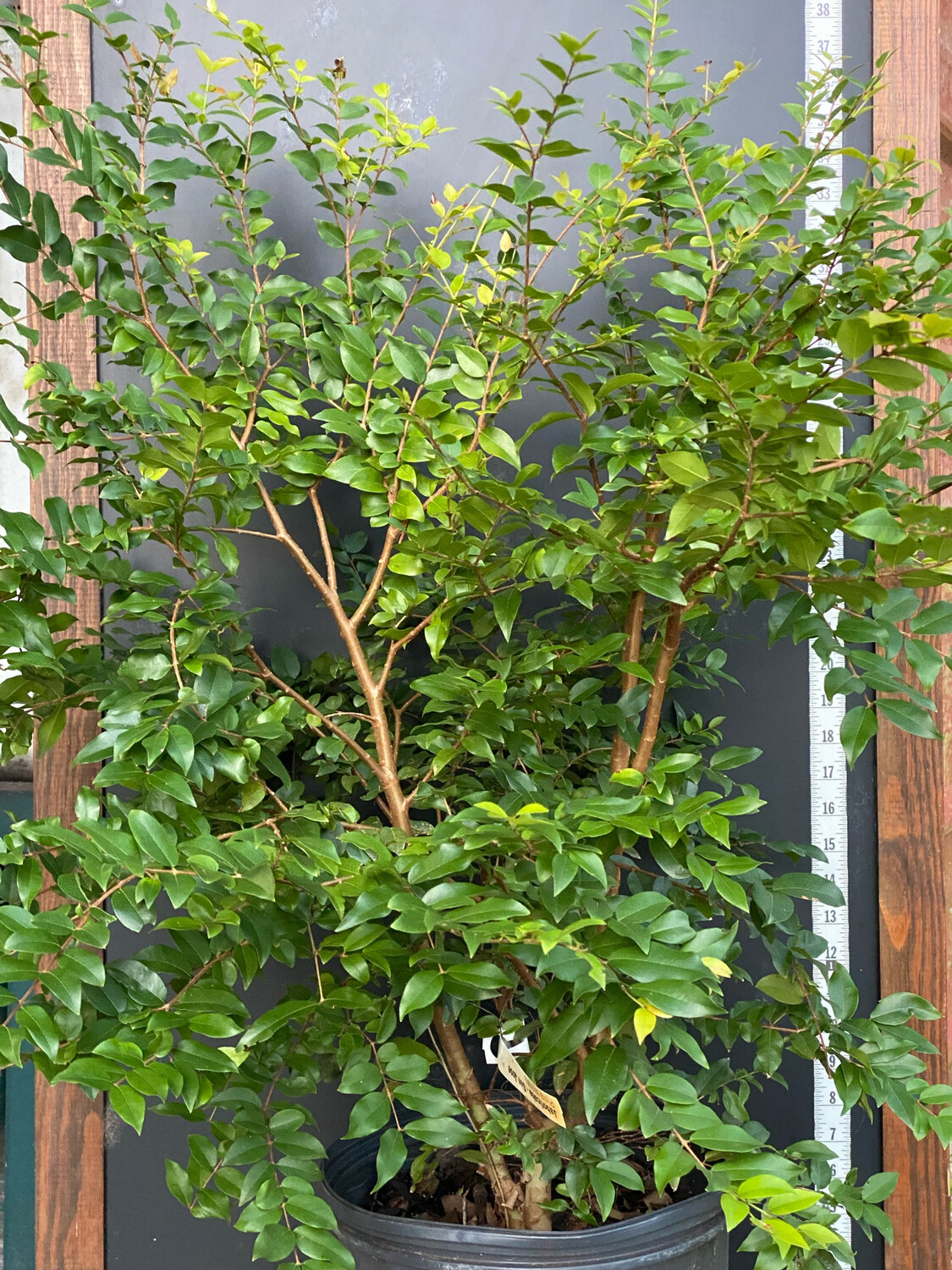 San Jose Jaboticaba Tree - Exotic Fruit Tree for Sale | GreenDreams ...