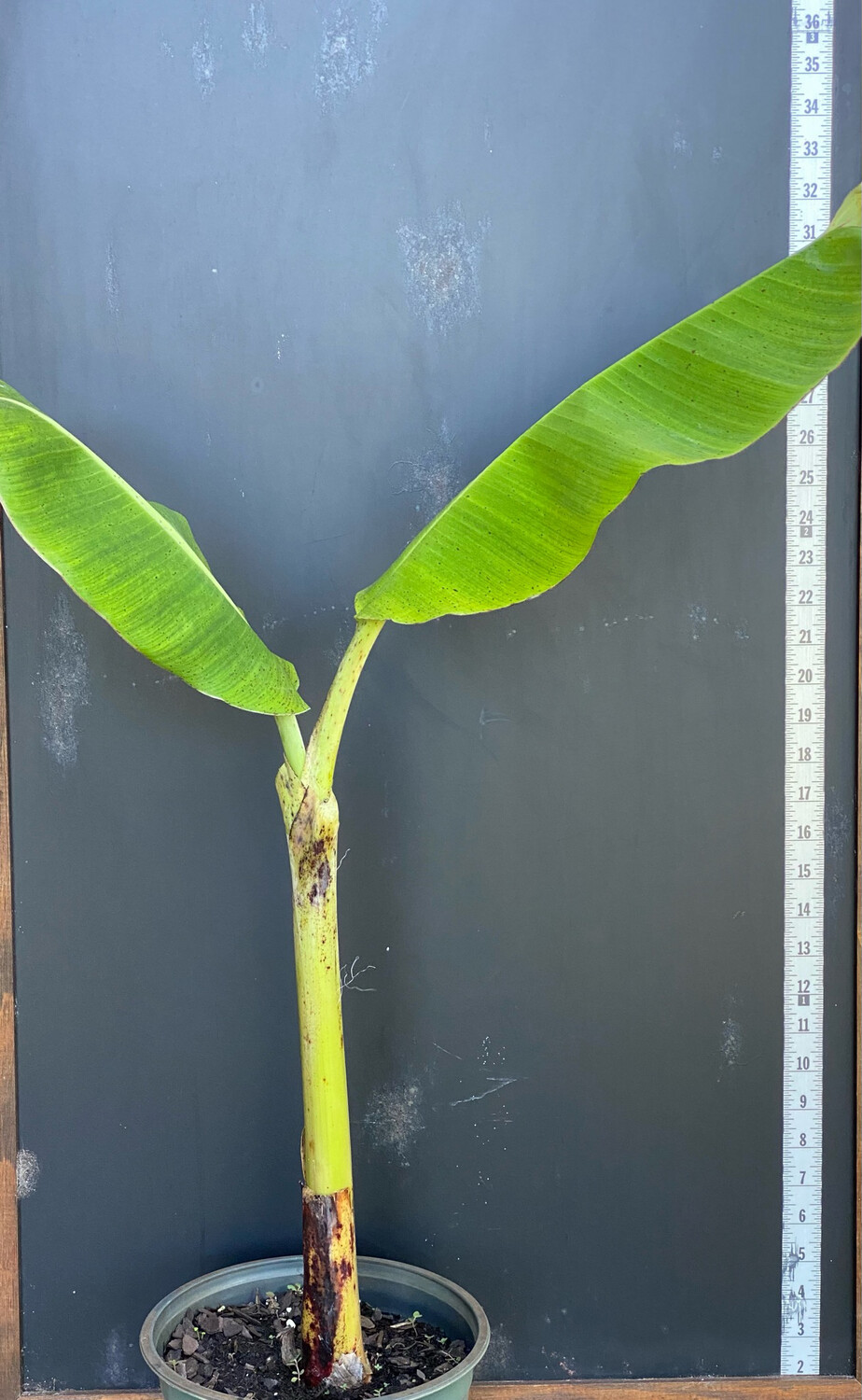 Veinte Cohol Banana: Fast-Fruiting, Wind-Resistant Musa acuminata ...