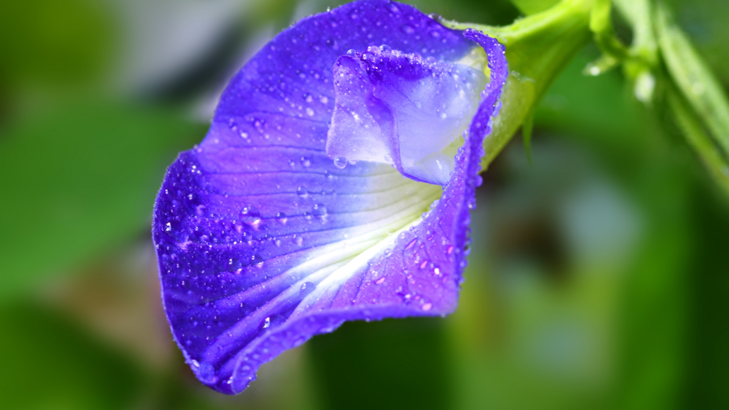 🌸 Edible Flower Plants for Sale | GreenDreams Nursery