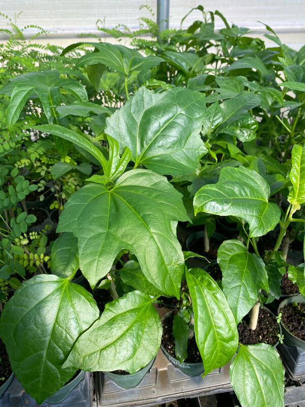 Discover Long Leaf Edible Hibiscus High Quality Healthy