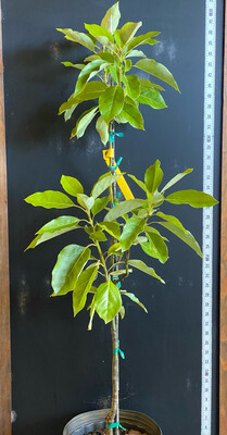 Avocado Trees
