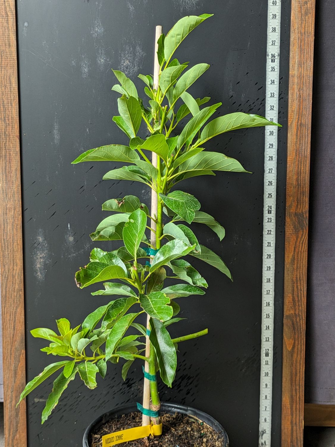 Buy Donnie Avocado Tree 🌿 High Yield & Early Harvest Avocados - Limited ...