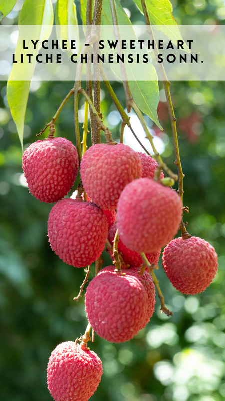 Lychee Trees