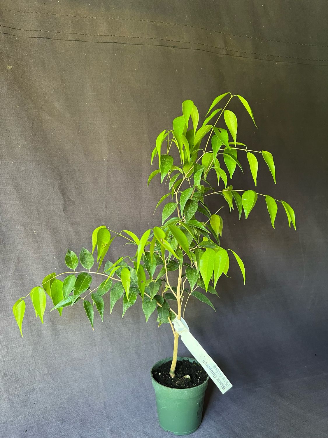 Black Guaporeti (Plinia rivularis) 4"