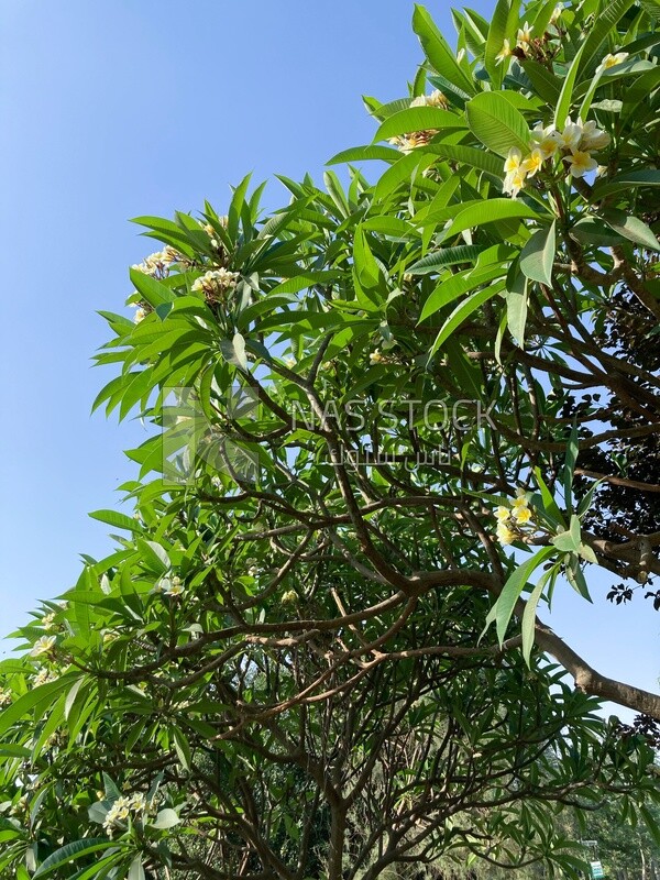 Landscape of a bushy tree with yellow flowers in Al-Azhar Park, Cairo ...