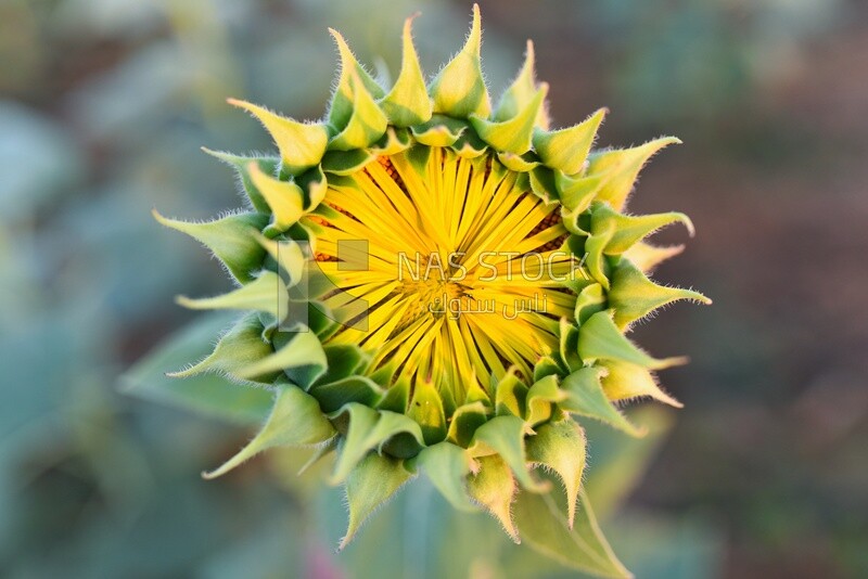 Close-up view of a sunflower before it blooms