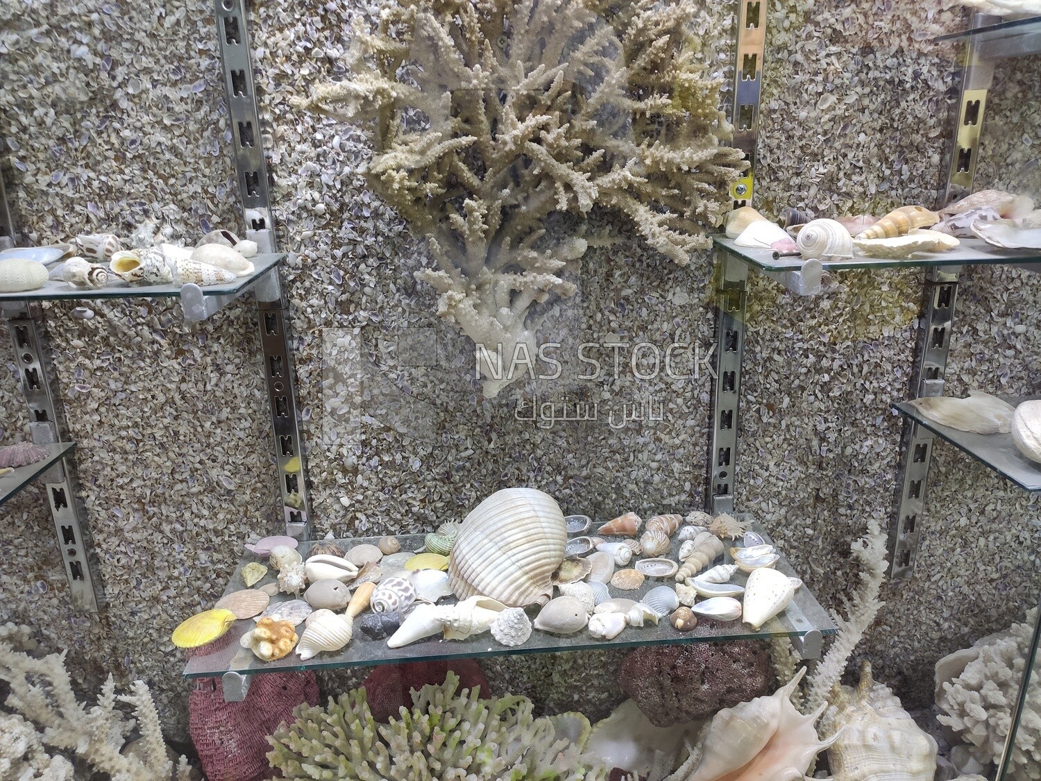 Many types of rare seashells displayed in the Maritime Museum in ...