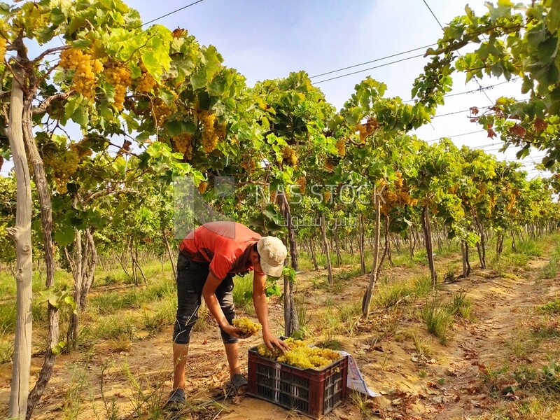 Farmer packing grapes in crates for shipment and export