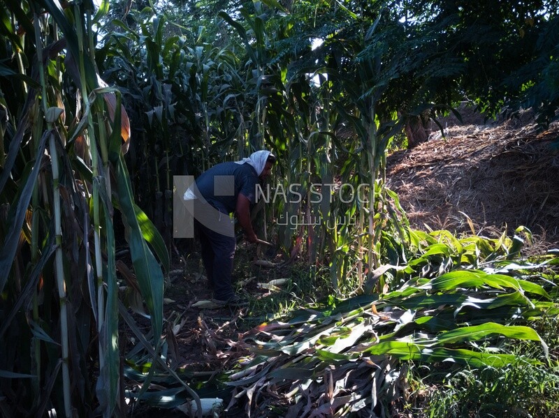 Farmer cutting the corn with the reaping hook, Agricultural land