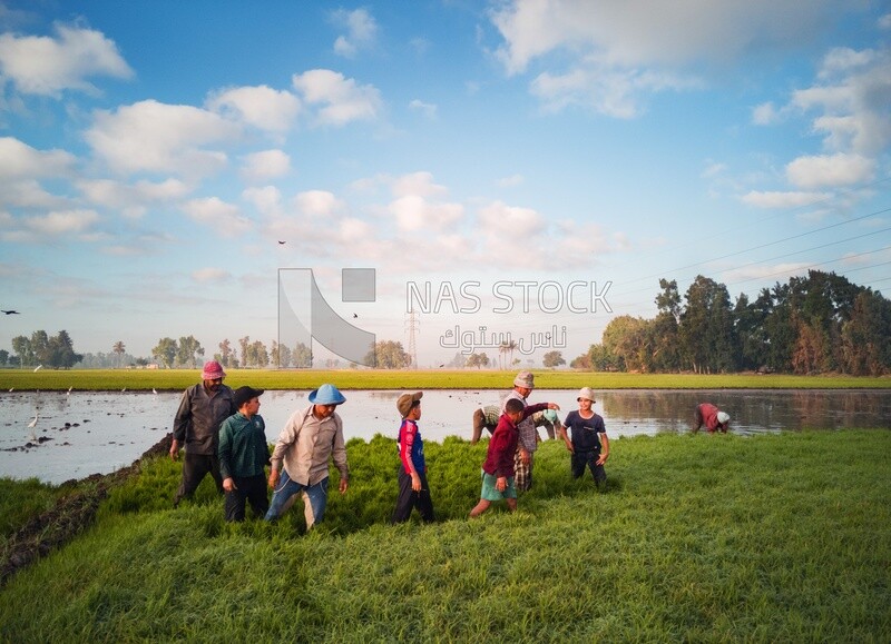 Rice farmers in the Cedar Nurseries, Farm & Agriculture, Cedar Nurseries