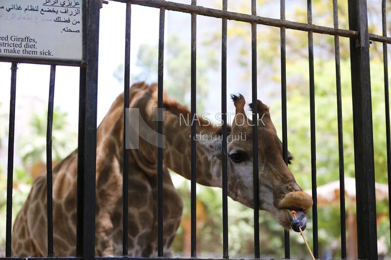 Giraffe at the Giza Zoo, Animals