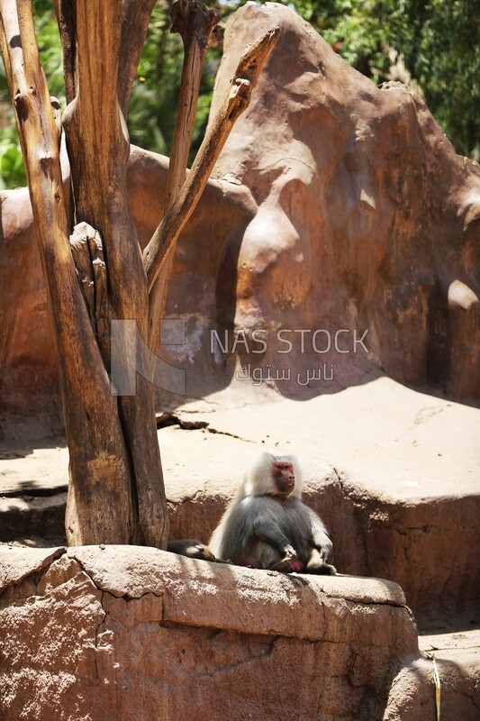 Monkey in the Giza Zoo, Animals