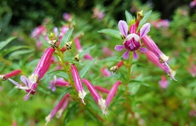 Kingsley Plants