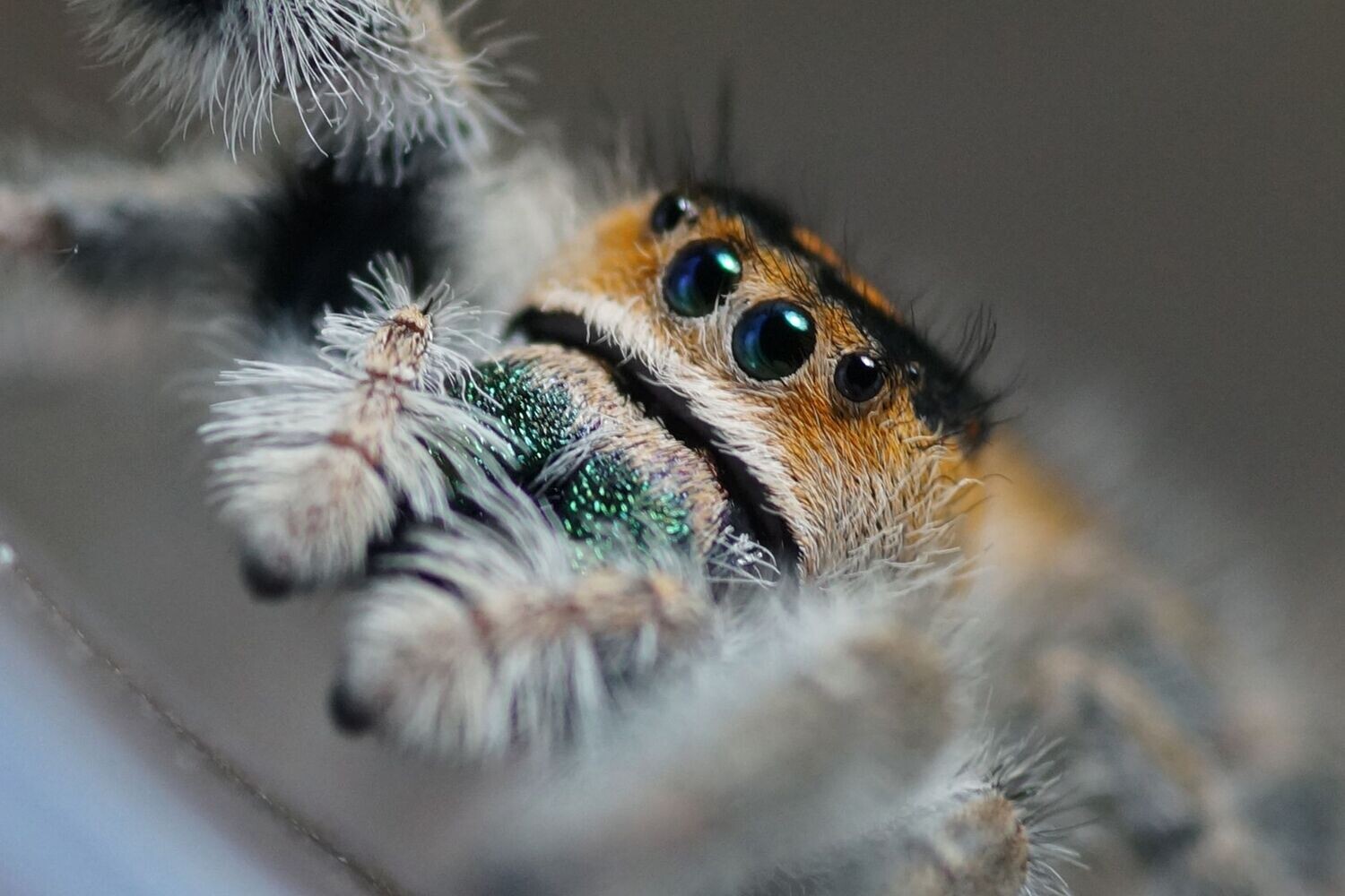 Tiny Friends