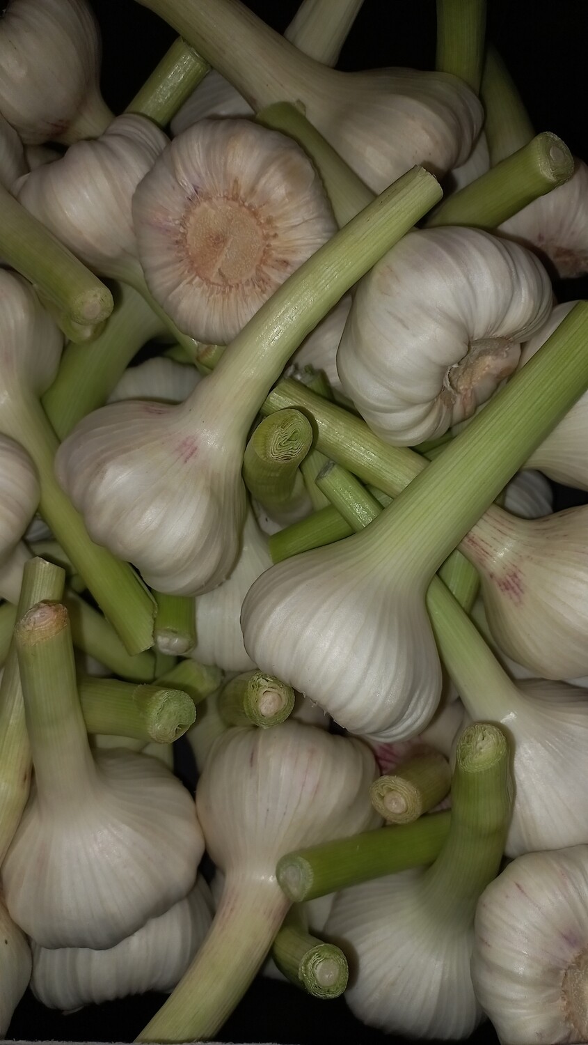 Bol Verse Knoflook