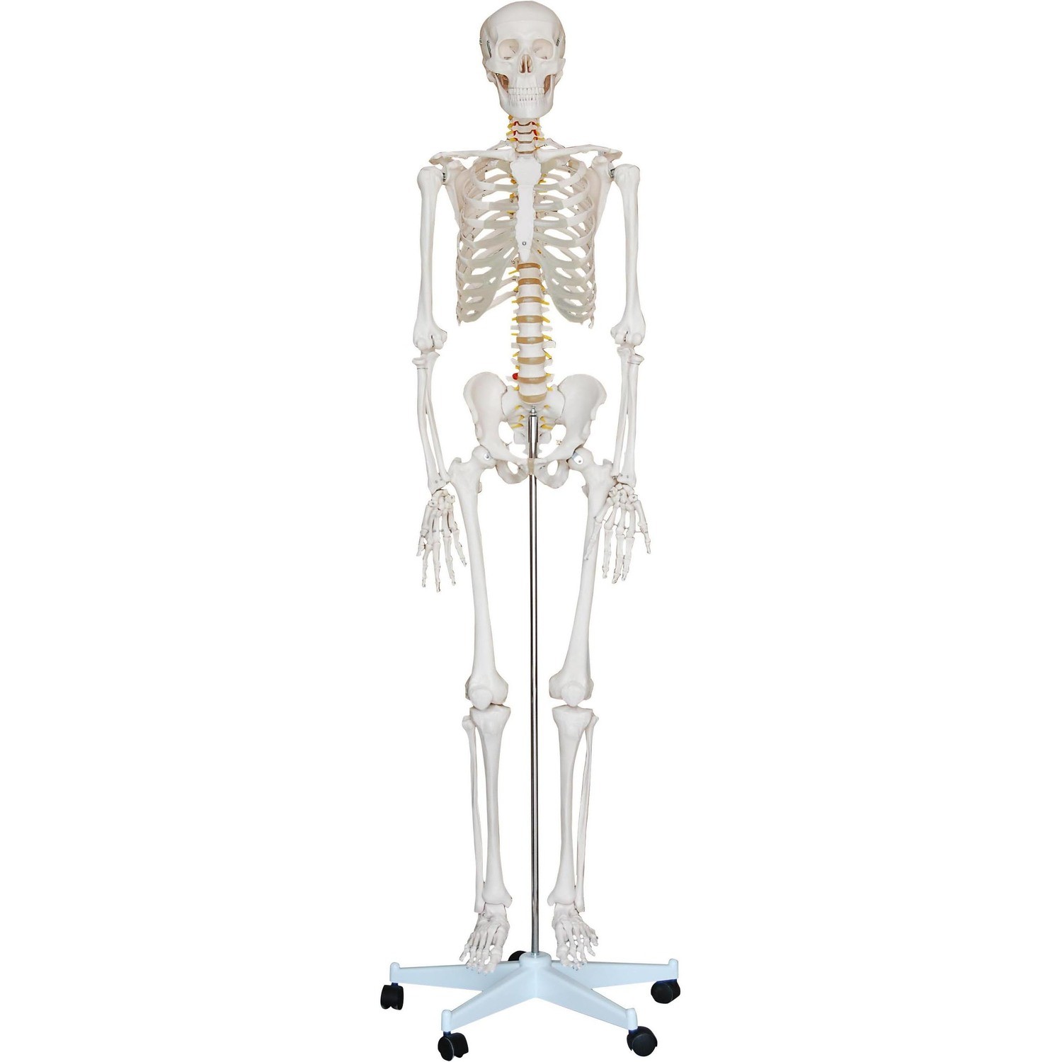 Skeleton Models – Products – Medical Models