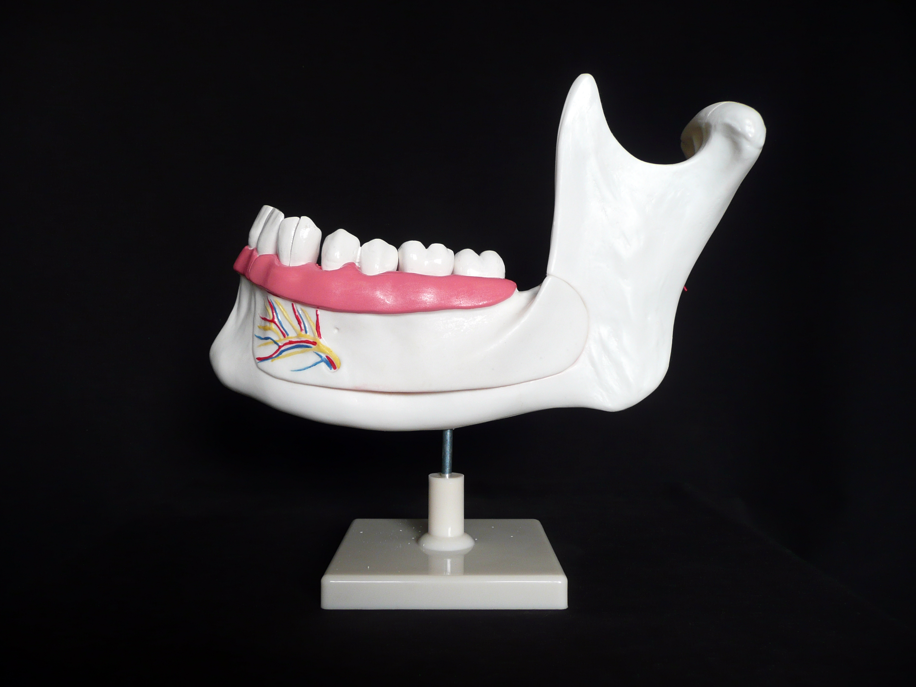 Anatomical Human Lower Jaw Mandible Teeth Model | Teeth Models ...