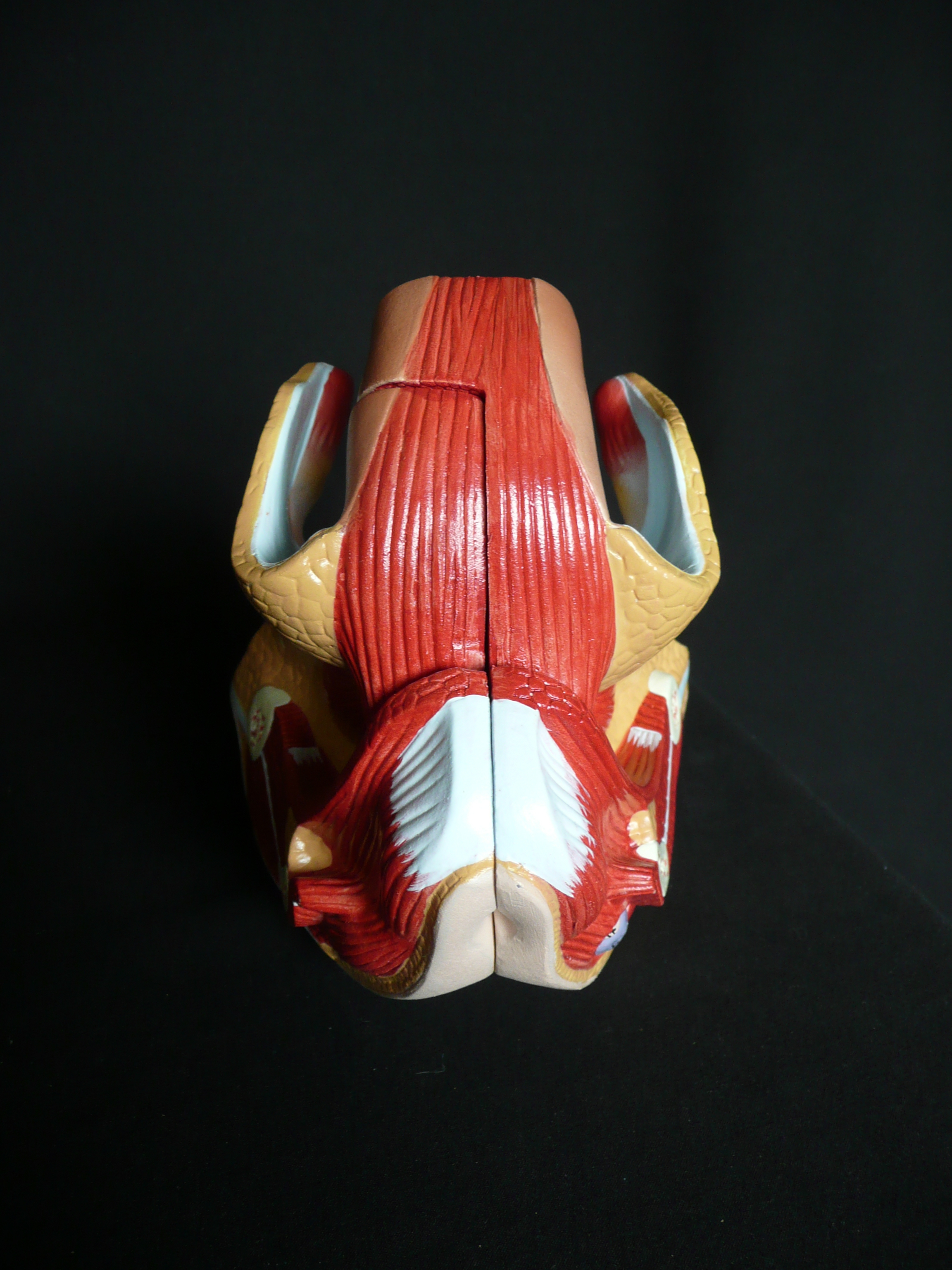 Anatomical Human Female Genital System Model | Female Anatomy ...