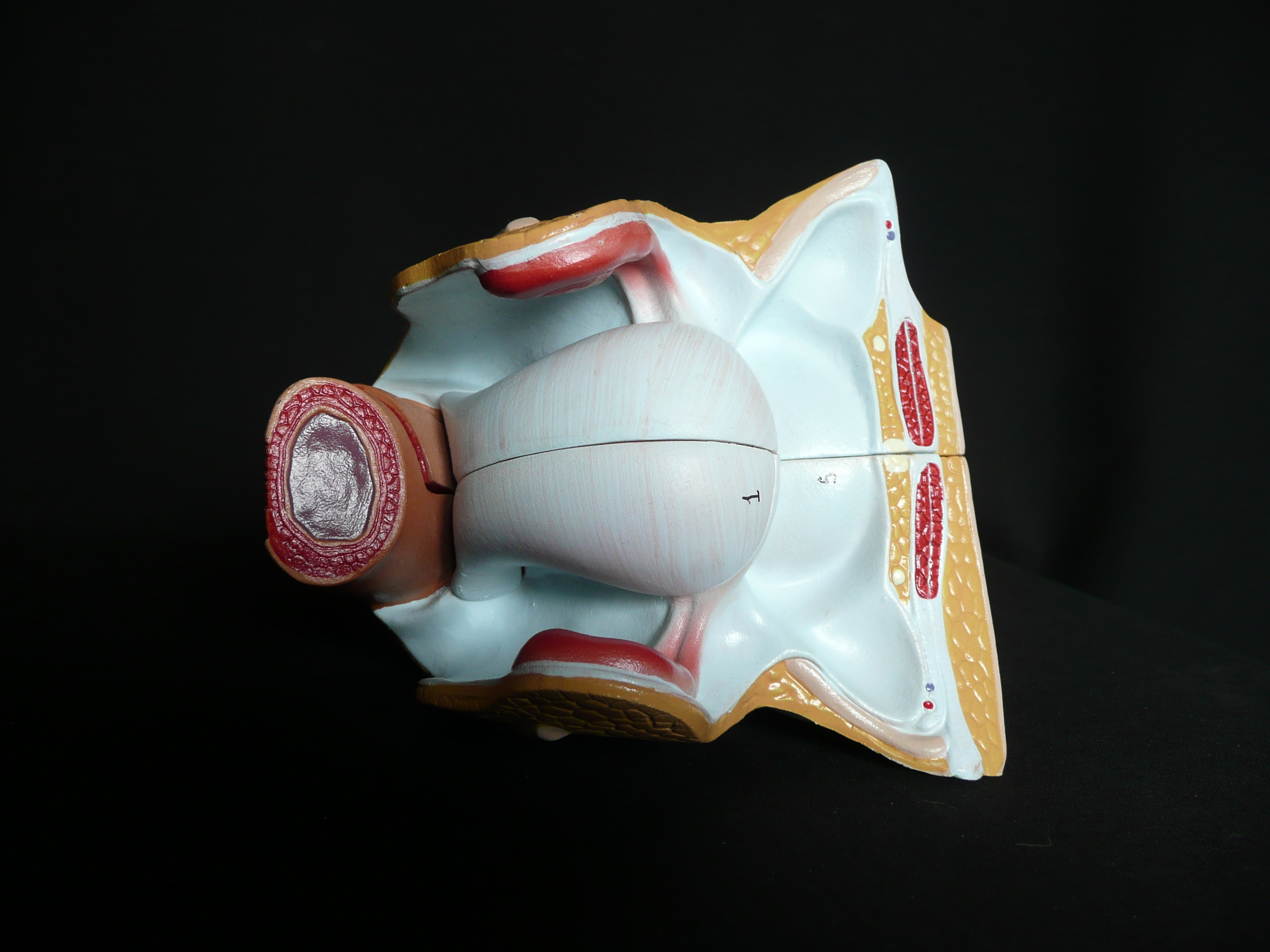 Anatomical Human Female Genital System Model | Female Anatomy ...