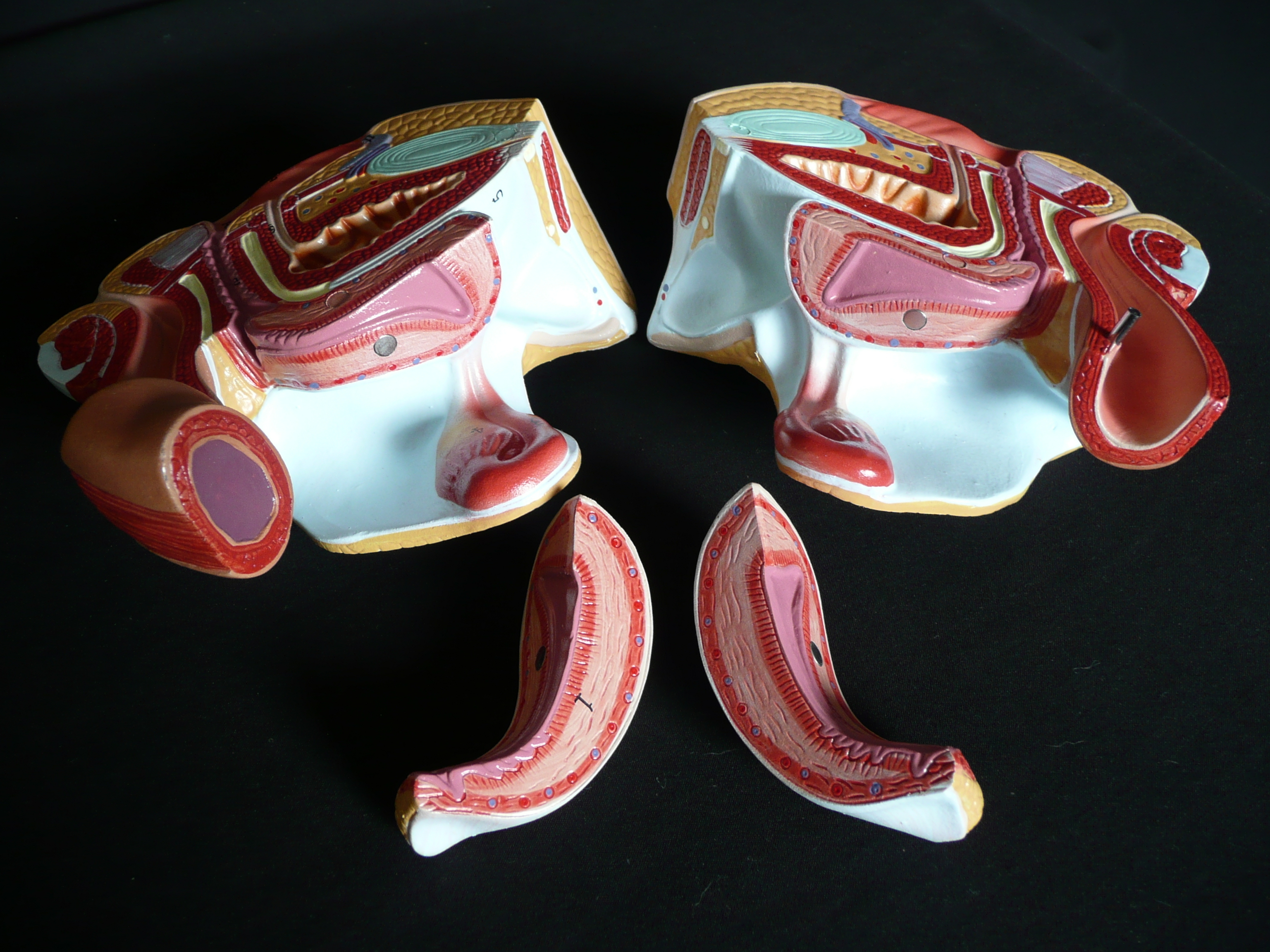 Anatomical Human Female Genital System Model Female Anatomy Store Medical Models