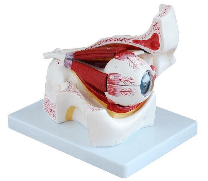 Eye Models – Products – Medical Models
