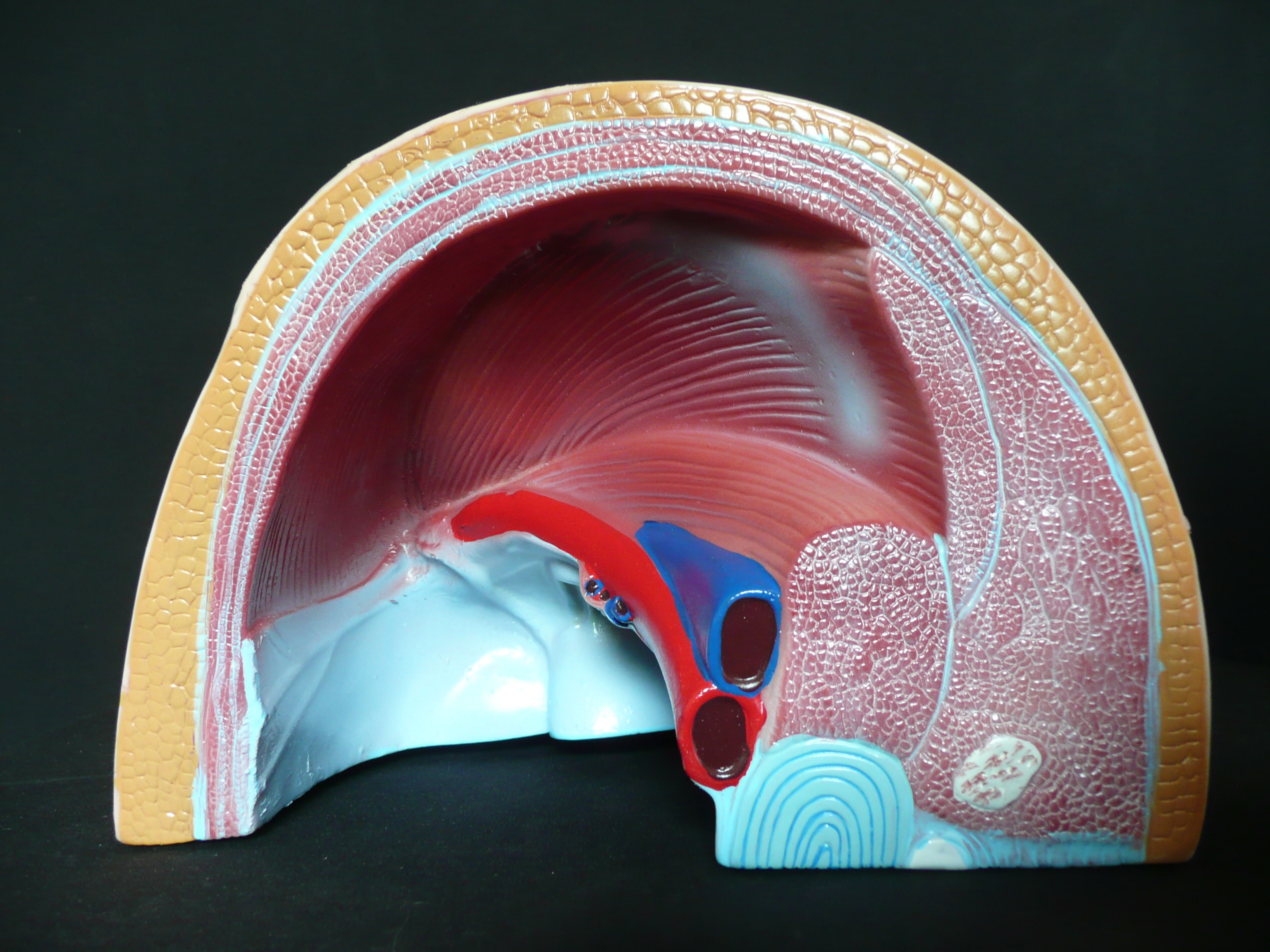 Anatomical Human Female Pelvic Cross-Section Model | Female Anatomy ...