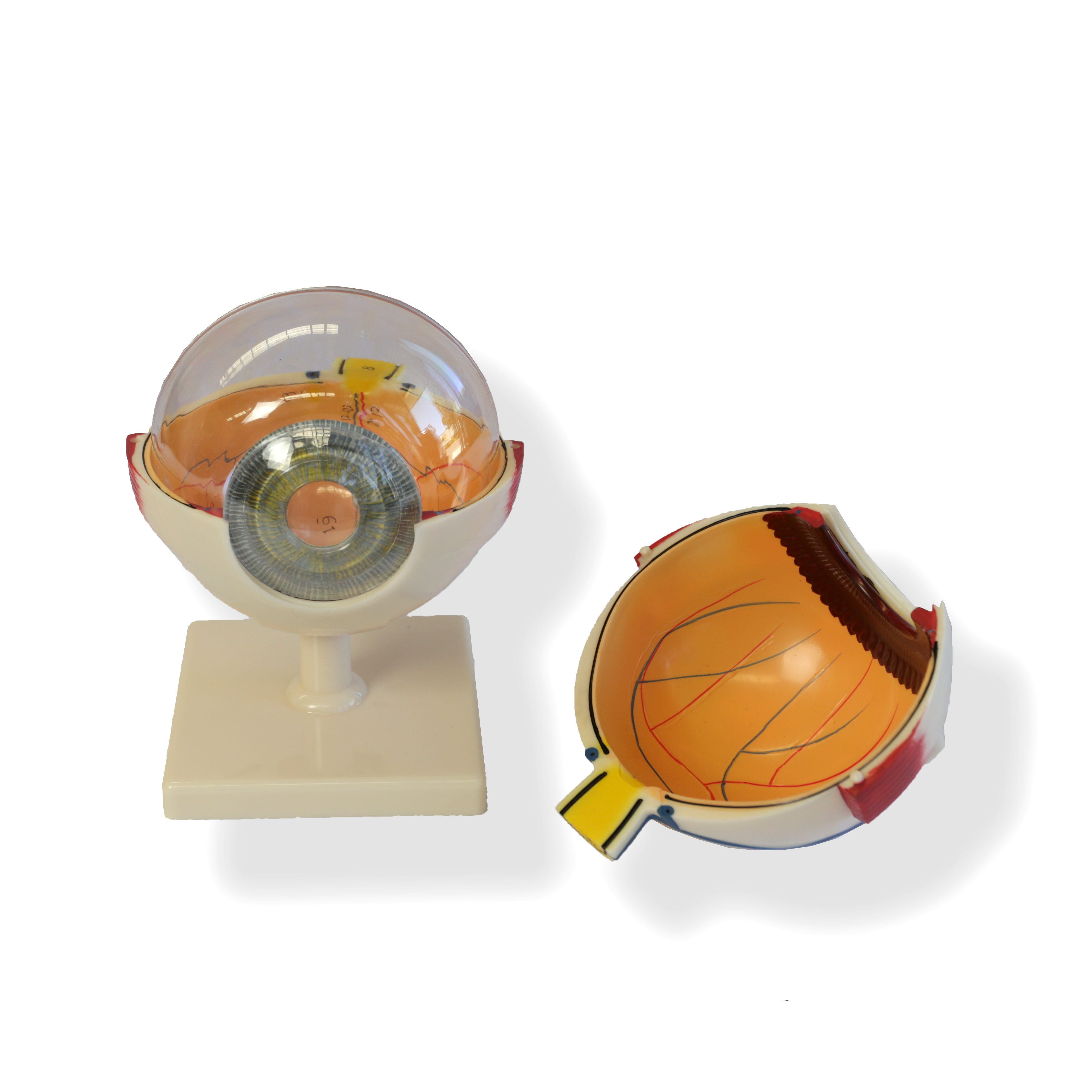 Advanced Anatomical Human Eye Model | Eye Models – Store – Medical Models