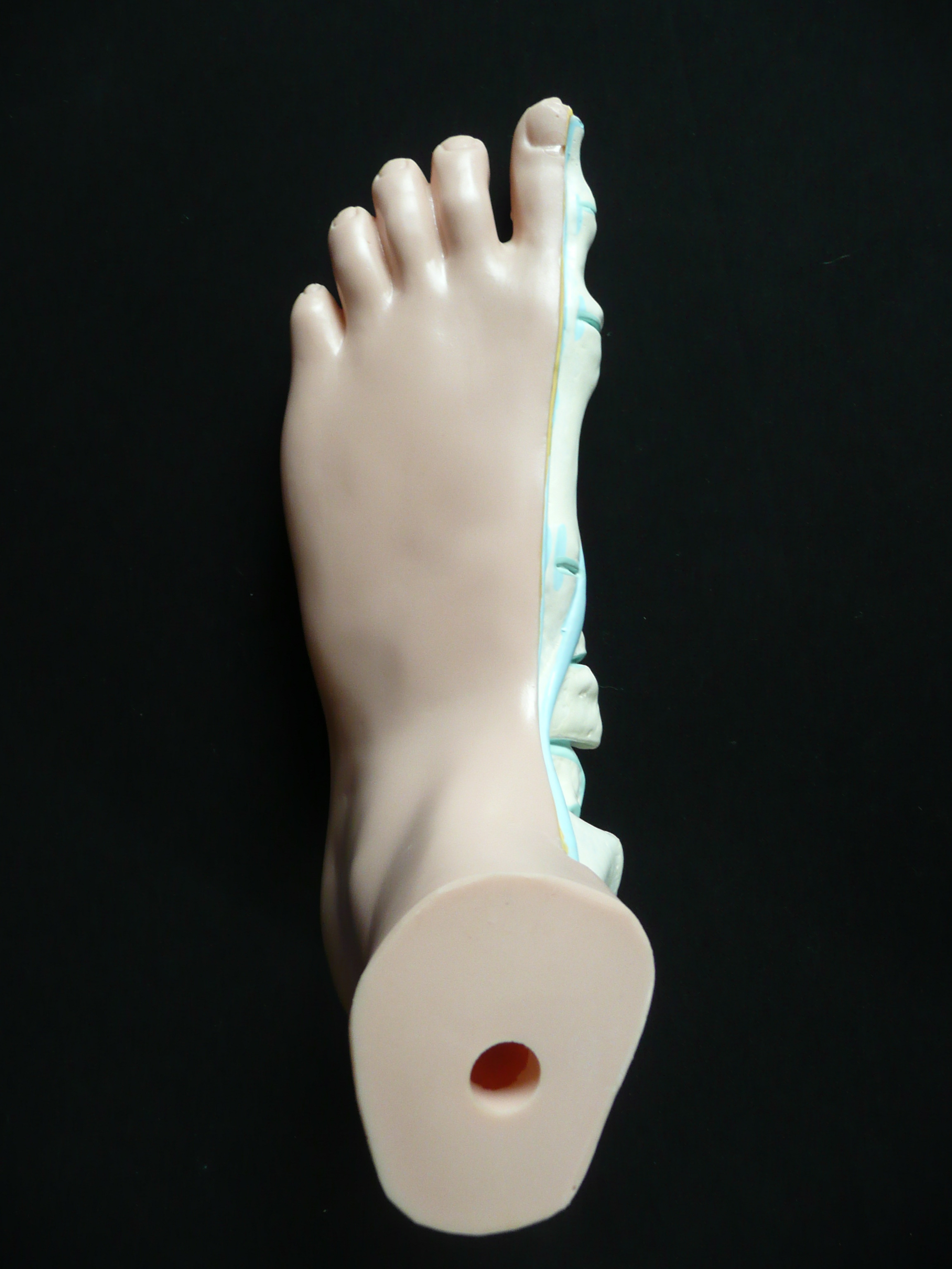 Anatomical Human Normal, Flat and Arched Feet Model | Joints – Store ...
