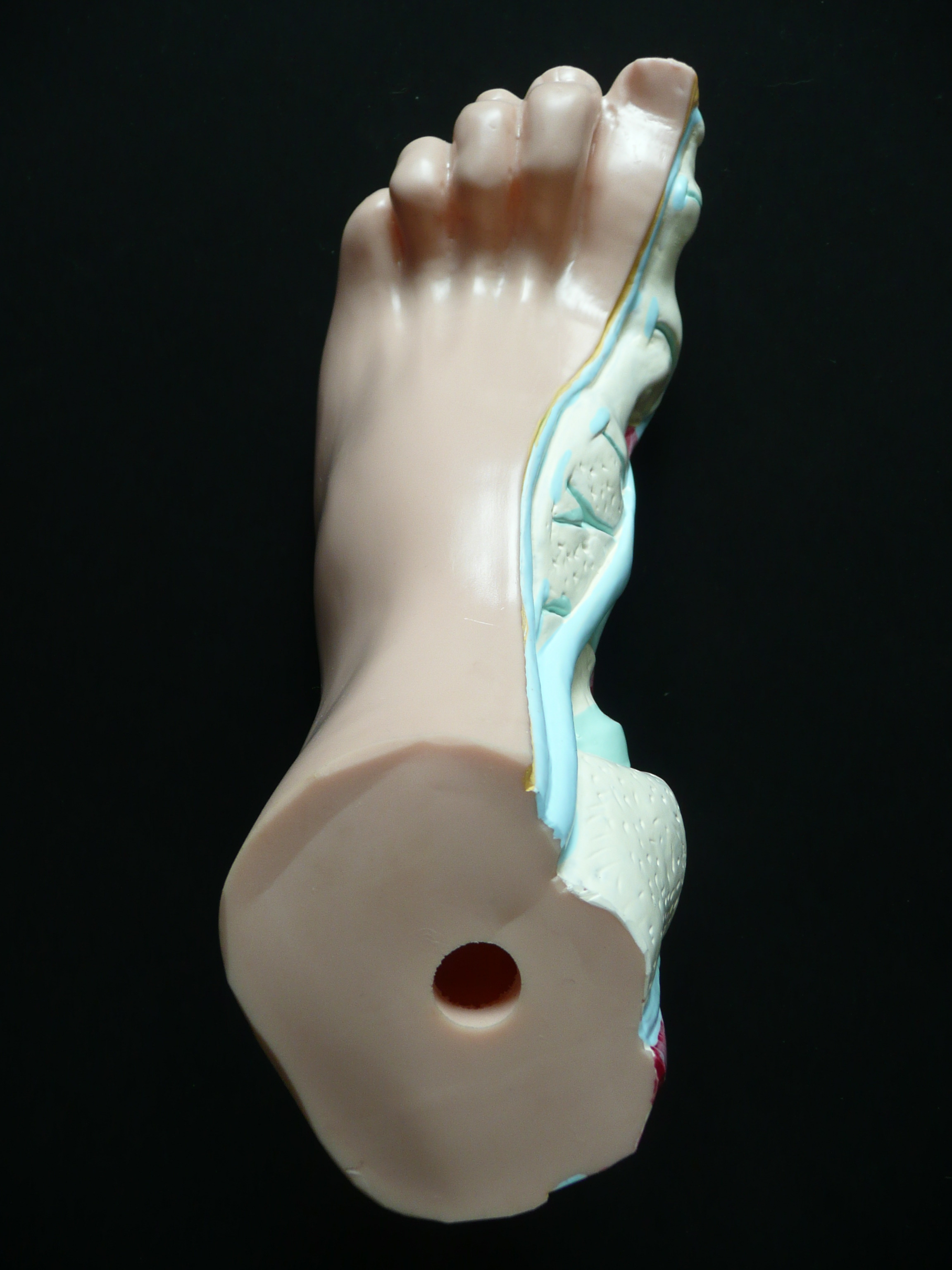 Anatomical Human Normal, Flat and Arched Feet Model | Joints – Store ...