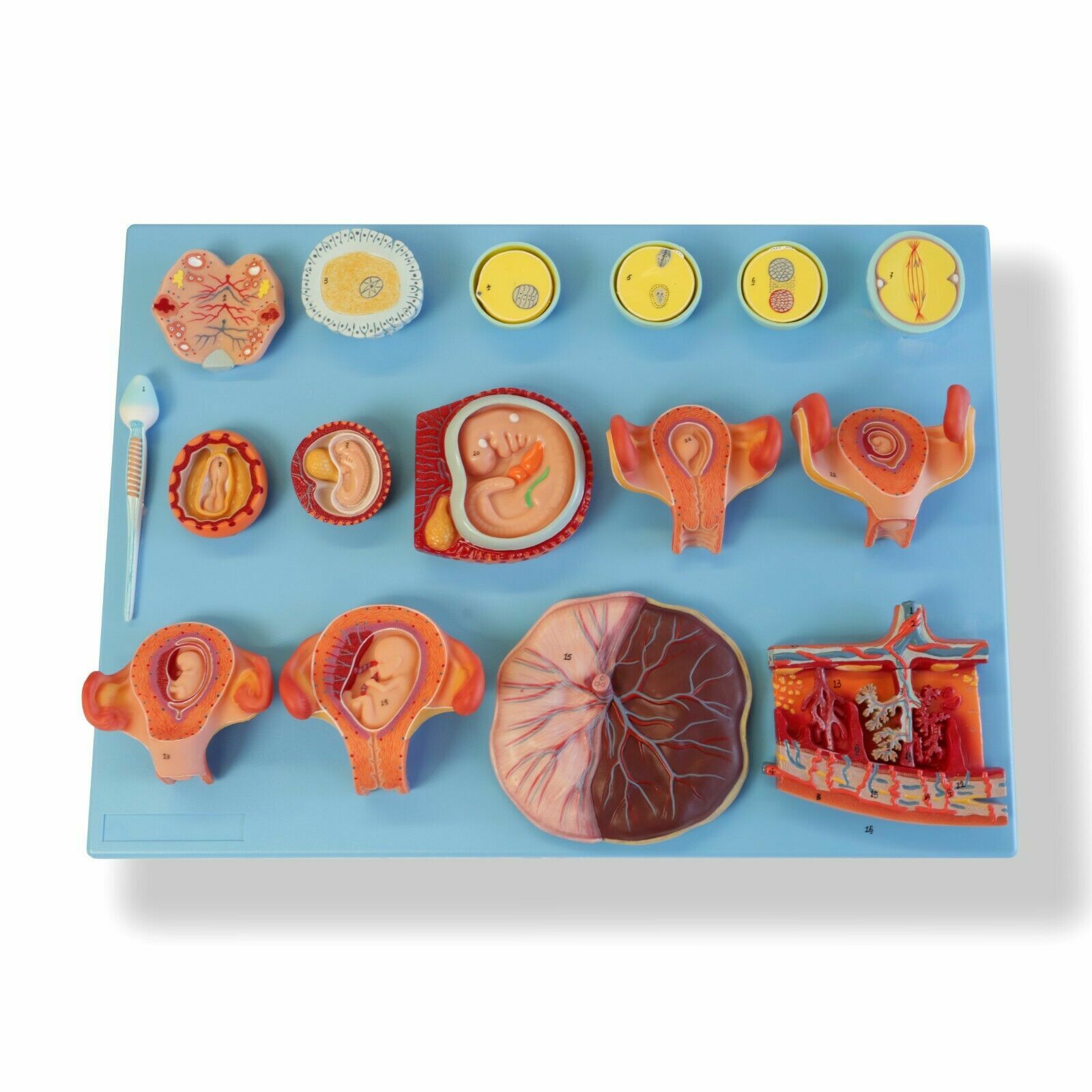 Prenatal Development Model – Ovum to 3 Month Old Fetus | Female Anatomy ...