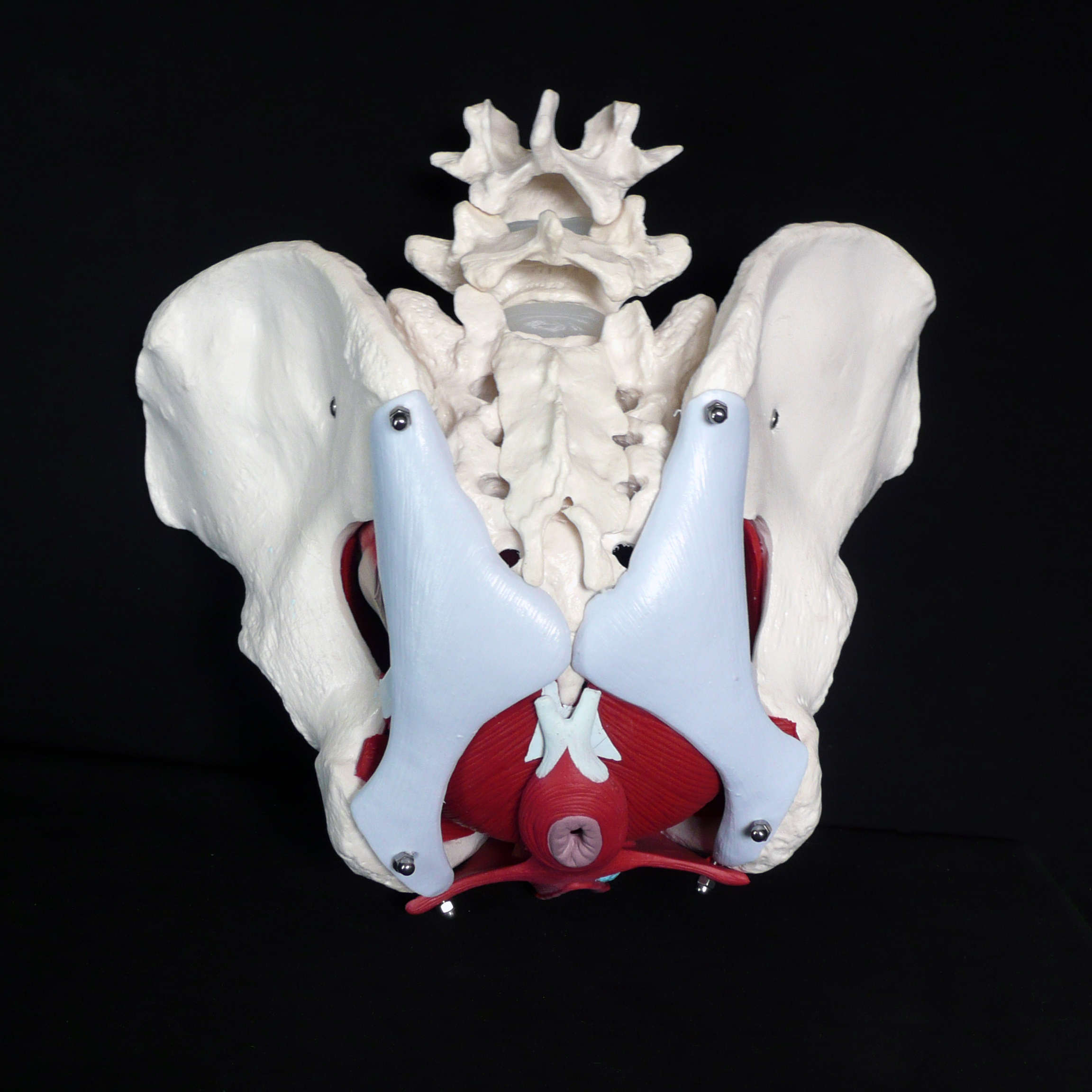 Life-Size Anatomical Human Female Pelvis with Removable Organs Model ...