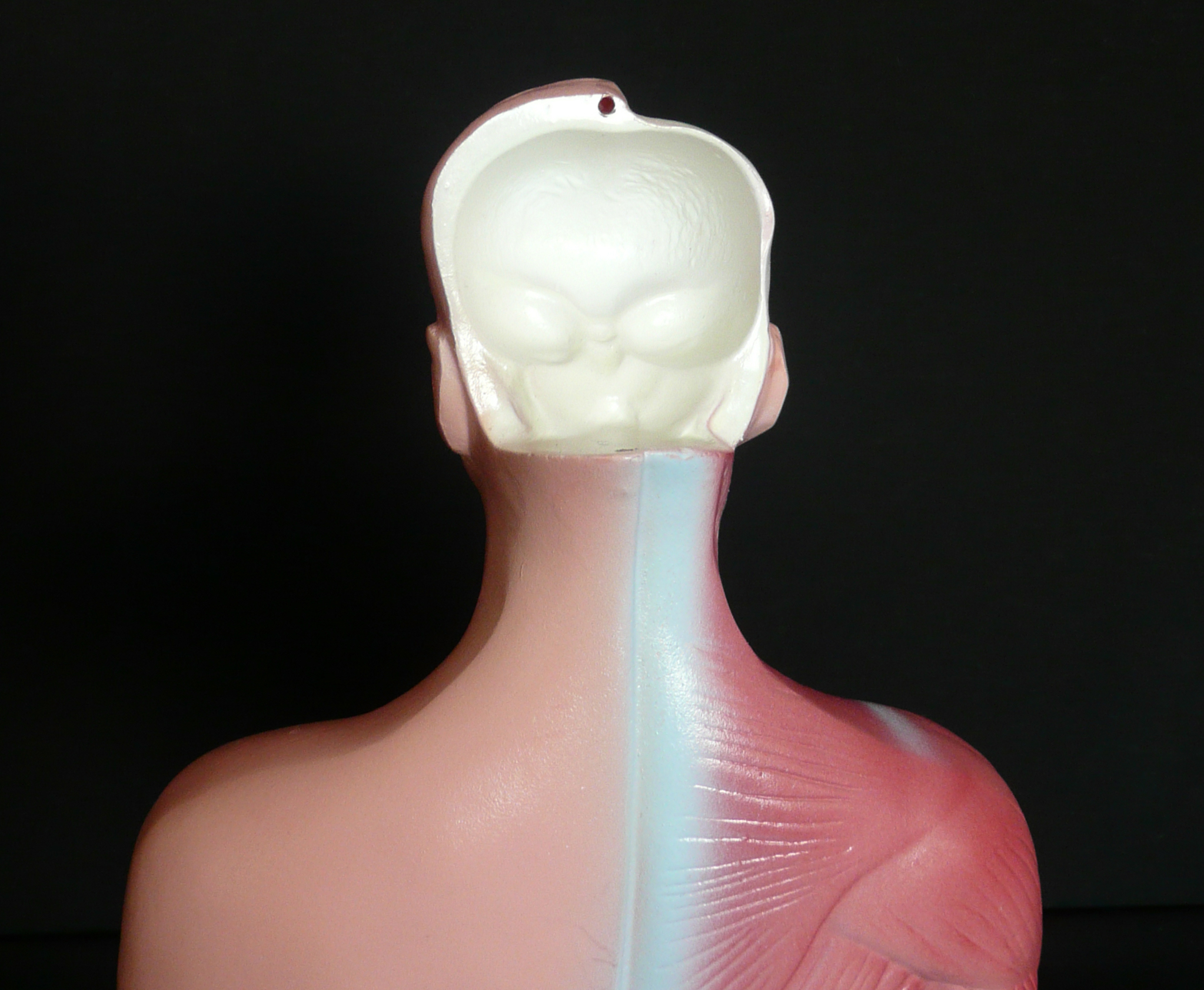 26cm Tall Human Anatomical Unisex Torso Model | Torso Models – Store ...