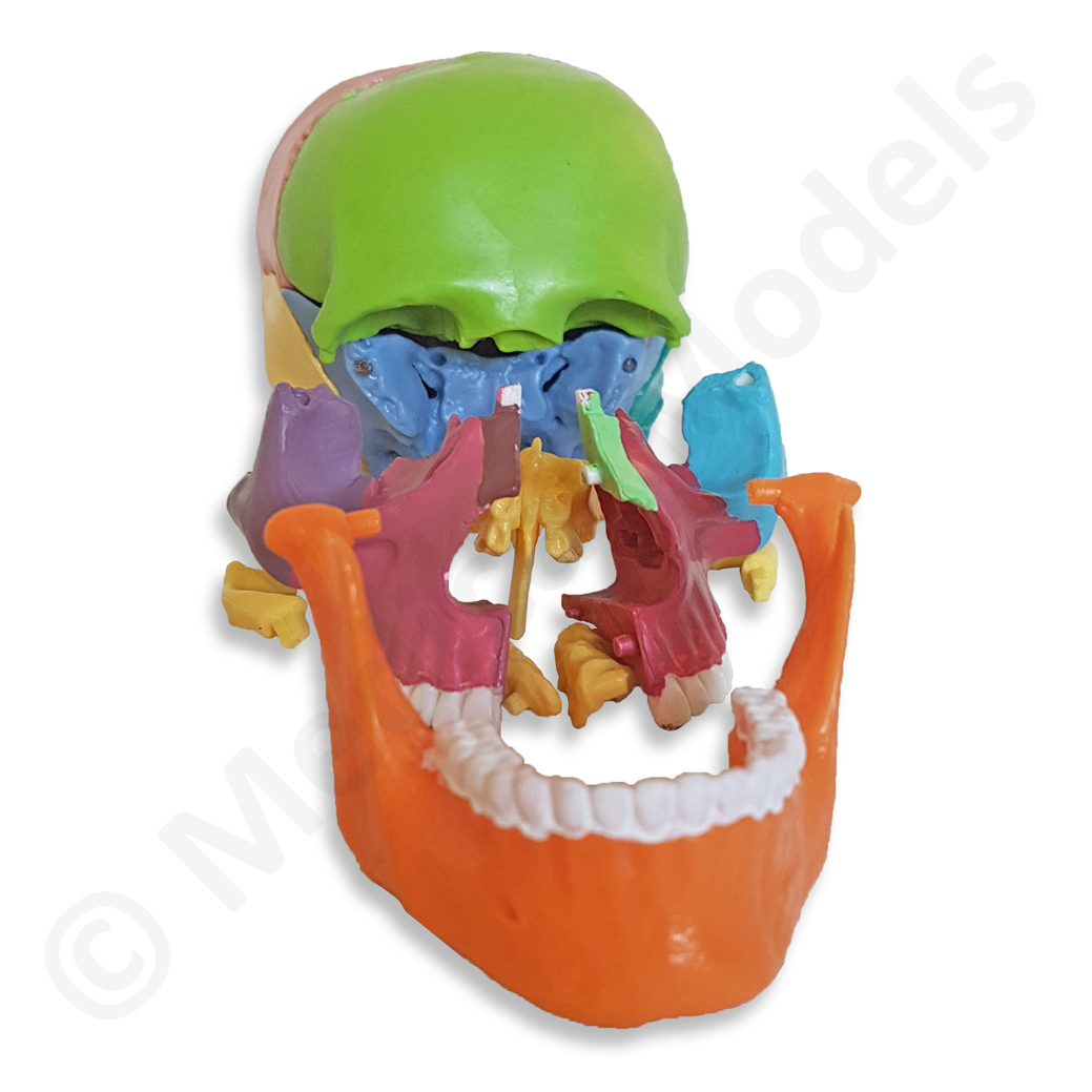 Miniature Anatomical Human Didactic Skull Model | Skull Models ...