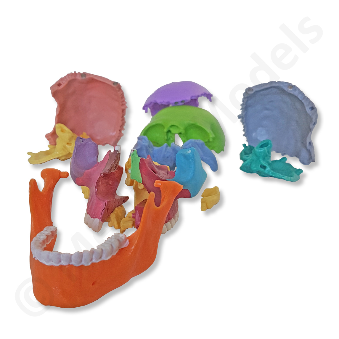 Miniature Anatomical Human Didactic Skull Model | Skull Models ...