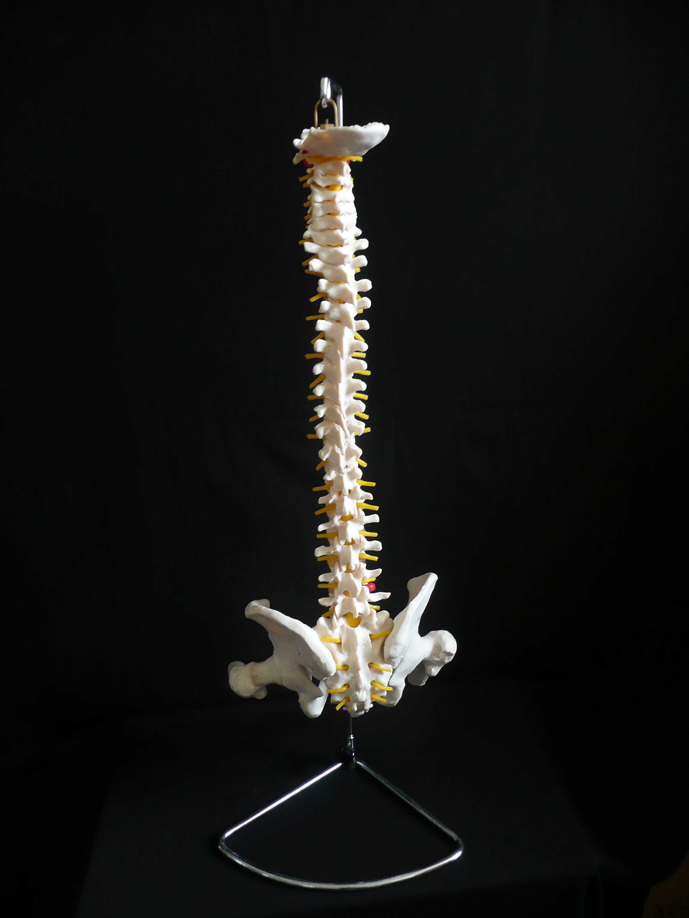 Life-Size Anatomical Human Vertebral Column with Pelvis and Femur Heads ...